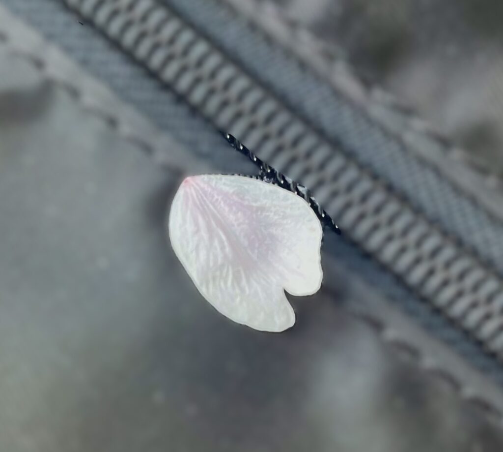 桜満開・春爛漫 ～わぁ～！きれい!! と、楽しめていますか?～ - 豪門～haomen～